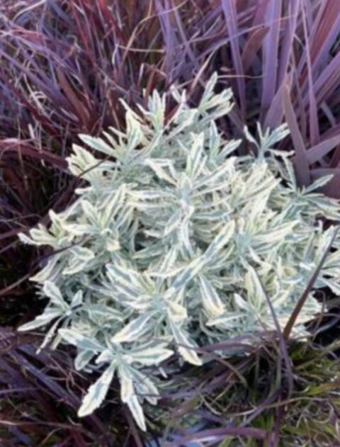 Top 5 Reasons to Plant Meerlo Lavender - Talk Flowers to Me