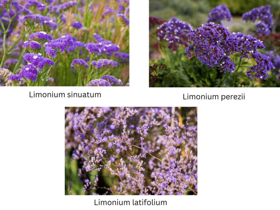 What's Your Statice? Meet Limonium Latifolium and Family - Talk Flowers ...