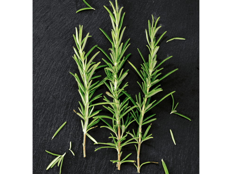 Upright Rosemary and Beyond: A Complete Guide to This Versatile Herb ...