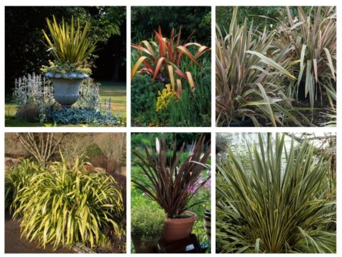 Phormium Varieties 101: Everything You Need to Know - Talk Flowers to Me