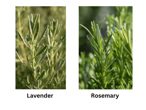 Upright Rosemary and Beyond: A Complete Guide to This Versatile Herb ...