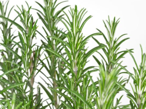Upright Rosemary and Beyond: A Complete Guide to This Versatile Herb ...