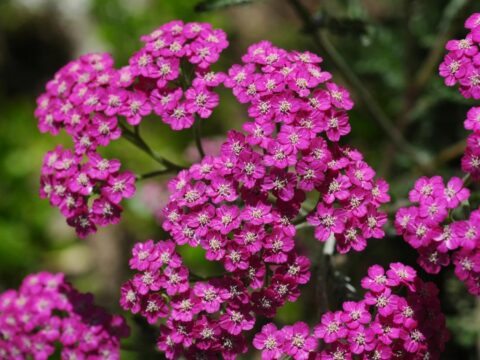 White Yarrow & Beyond: A Gardener’s Dream in Every Hue - Talk Flowers to Me